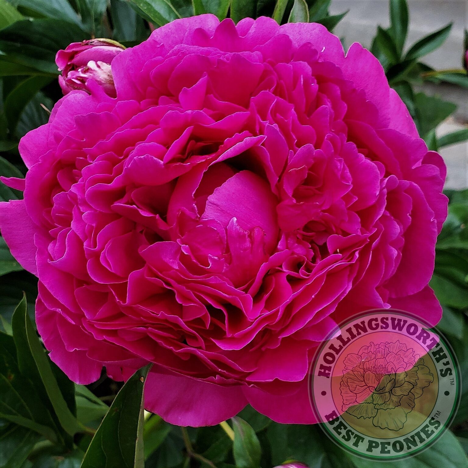 Kansas - Hollingsworth Peonies®