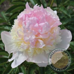 Raspberry Sundae - Hollingsworth Peonies®