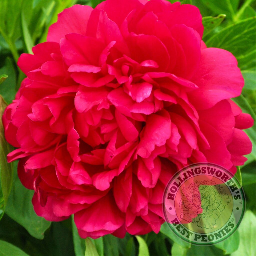 Carol - Hollingsworth Peonies®
