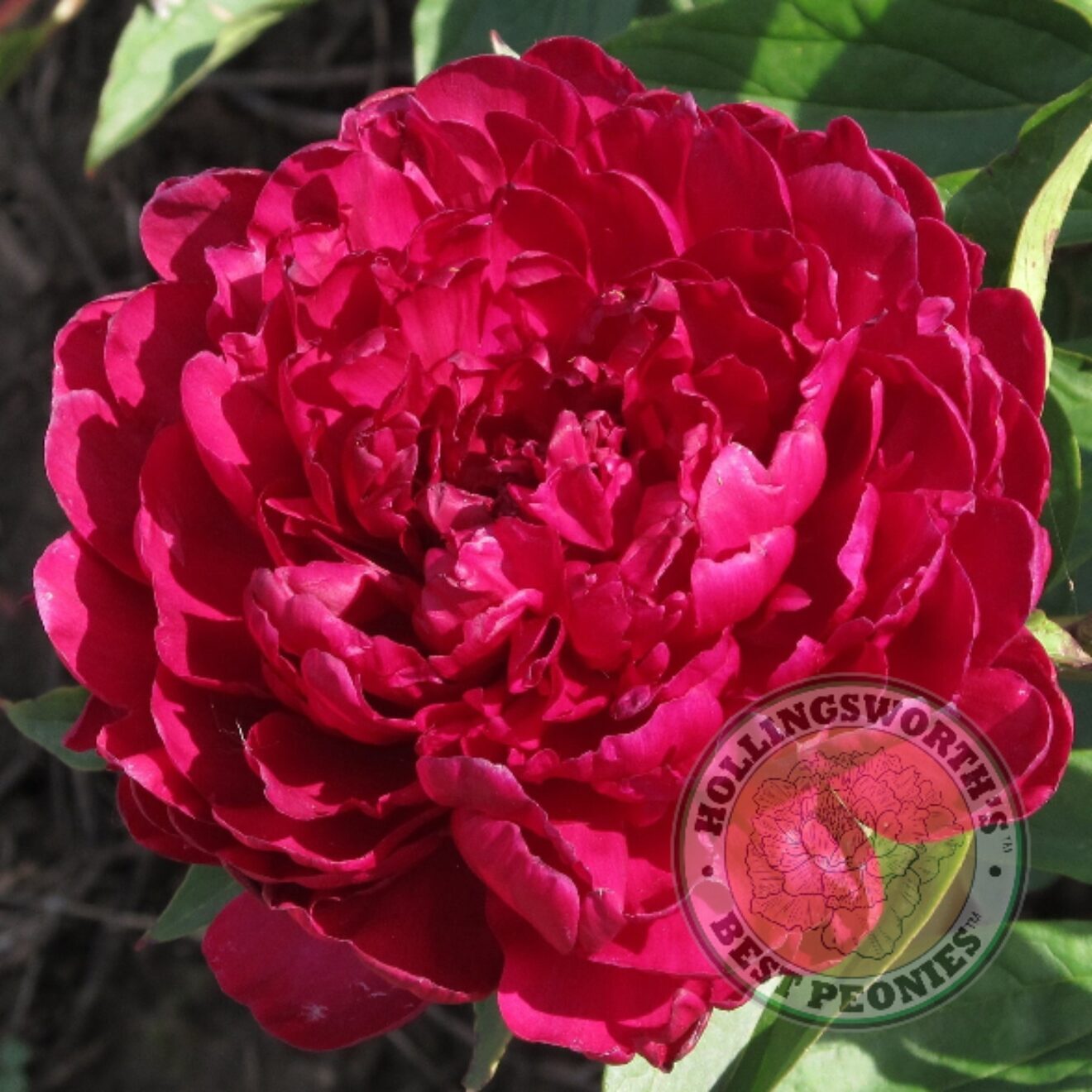 Philippe Rivoire - Hollingsworth Peonies®